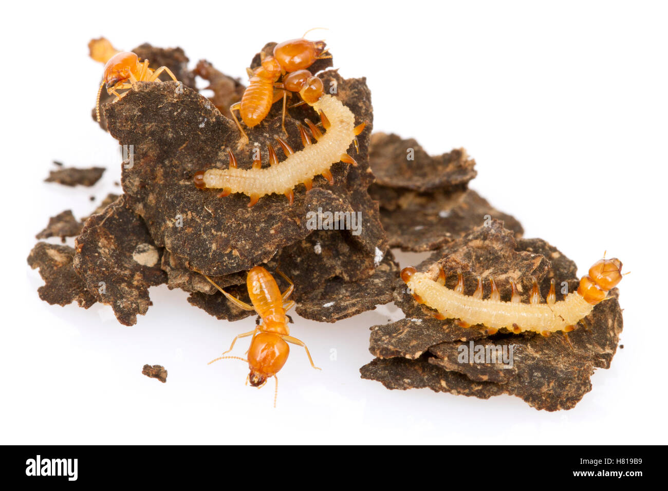 East African Termite (Schedorhinotermes lamanianus) soldiers and Tineid ...