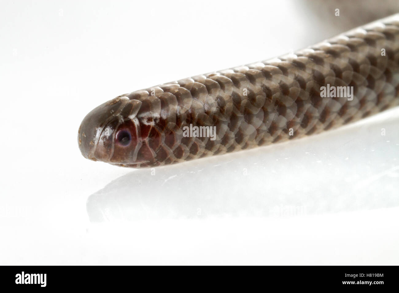 Peter's Thread Snake (Leptotyphlops scutifrons), Gorongosa National ...