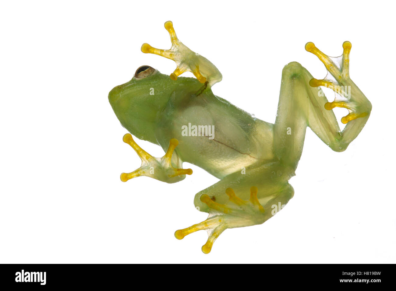 Water Lily Reed Frog (Hyperolius pusillus), Gorongosa National Park ...