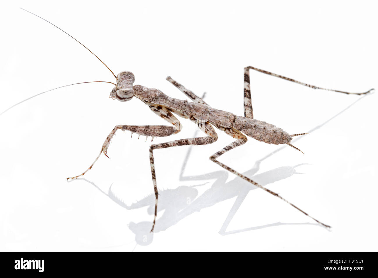 Mantid (Mantidae), Gorongosa National Park, Mozambique Stock Photo - Alamy