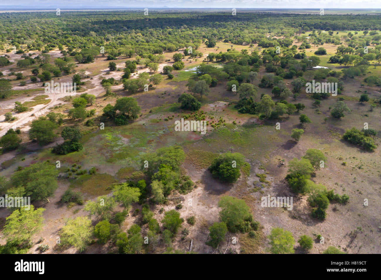 Woodland, Gorongosa National Park, Mozambique Stock Photo - Alamy