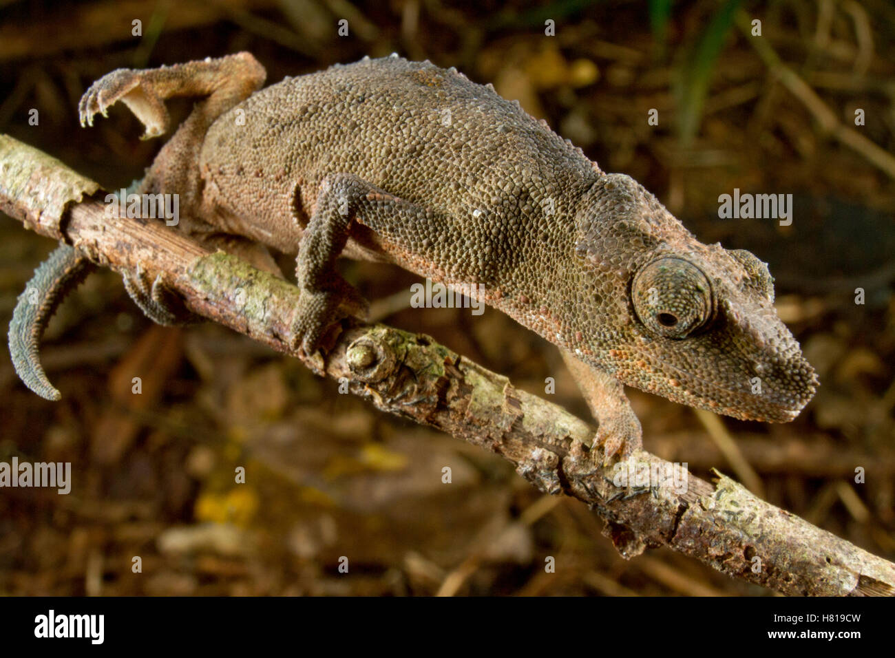 Pygmy Mount Gorongosa Chameleon (Rhampholeon gorongosae), Gorongosa ...