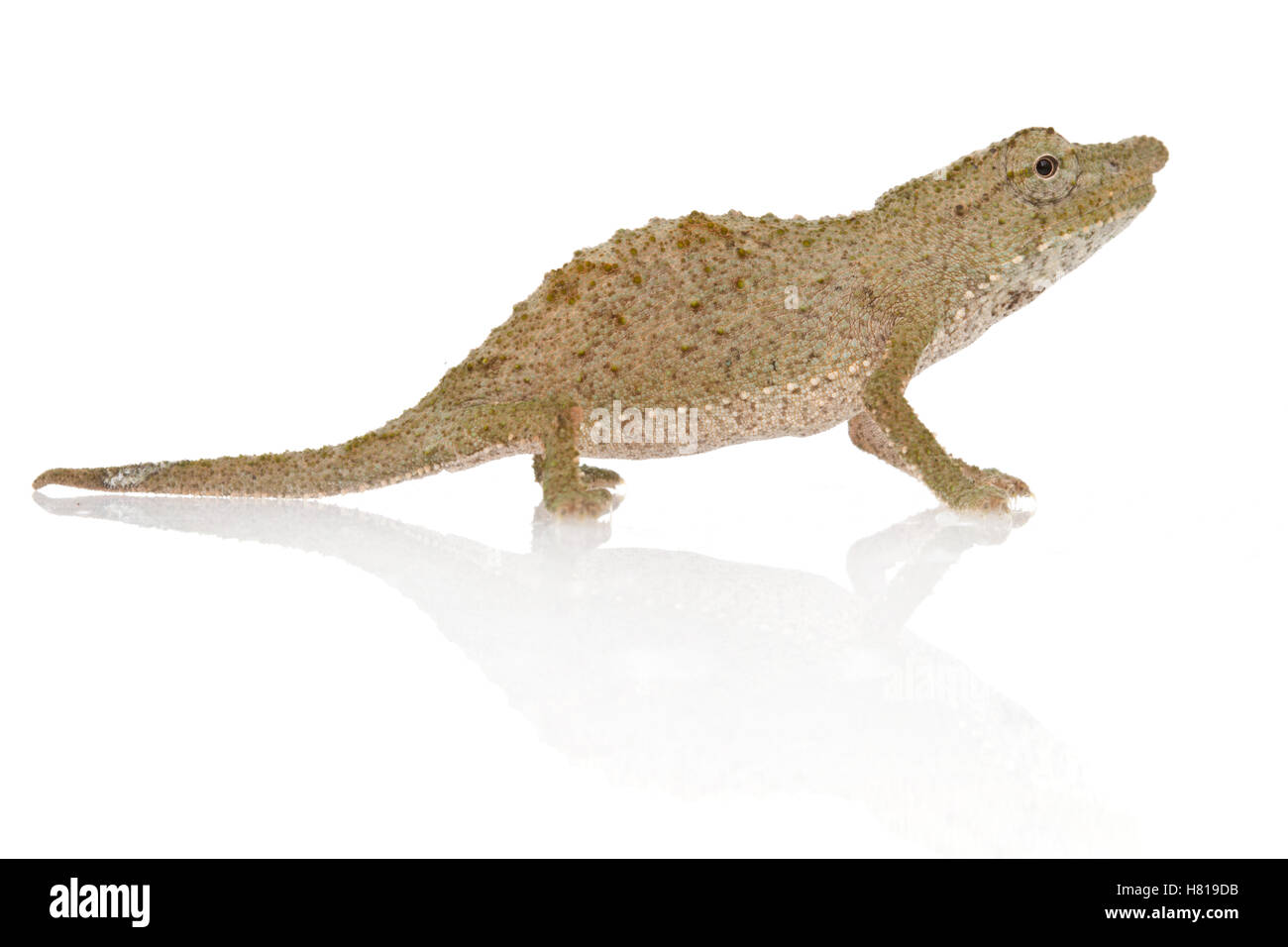 Pygmy Mount Gorongosa Chameleon (Rhampholeon gorongosae), Gorongosa ...