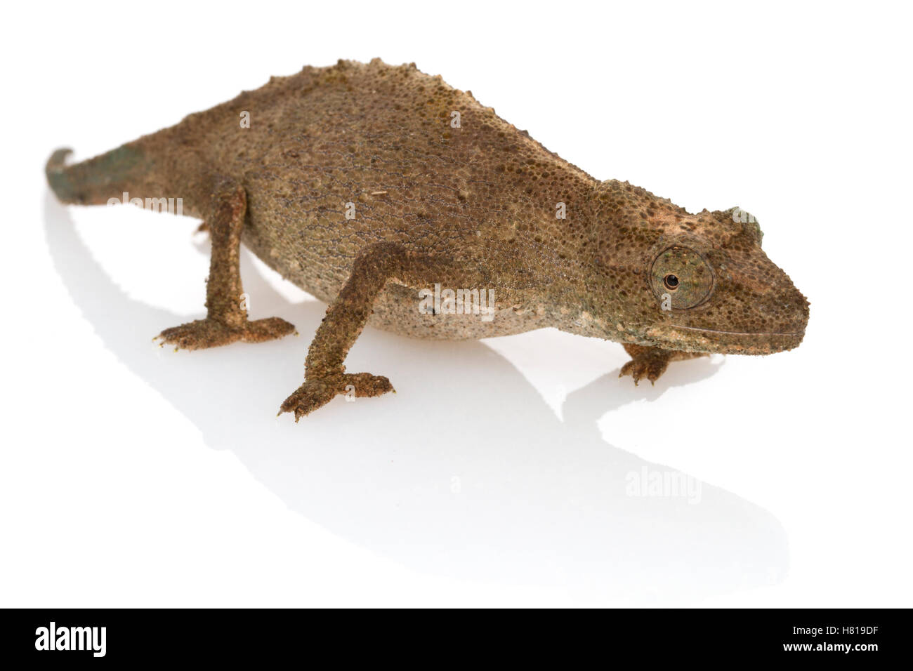Pygmy Mount Gorongosa Chameleon (Rhampholeon gorongosae), Gorongosa ...