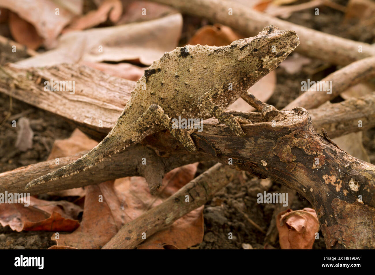 Pygmy Mount Gorongosa Chameleon (Rhampholeon gorongosae) camouflaged on ...