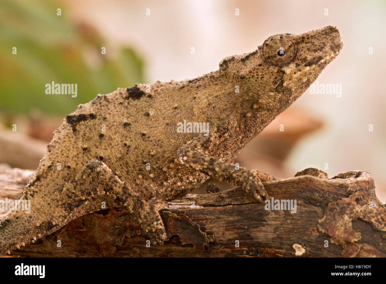 Pygmy Mount Gorongosa Chameleon (Rhampholeon gorongosae), Gorongosa ...