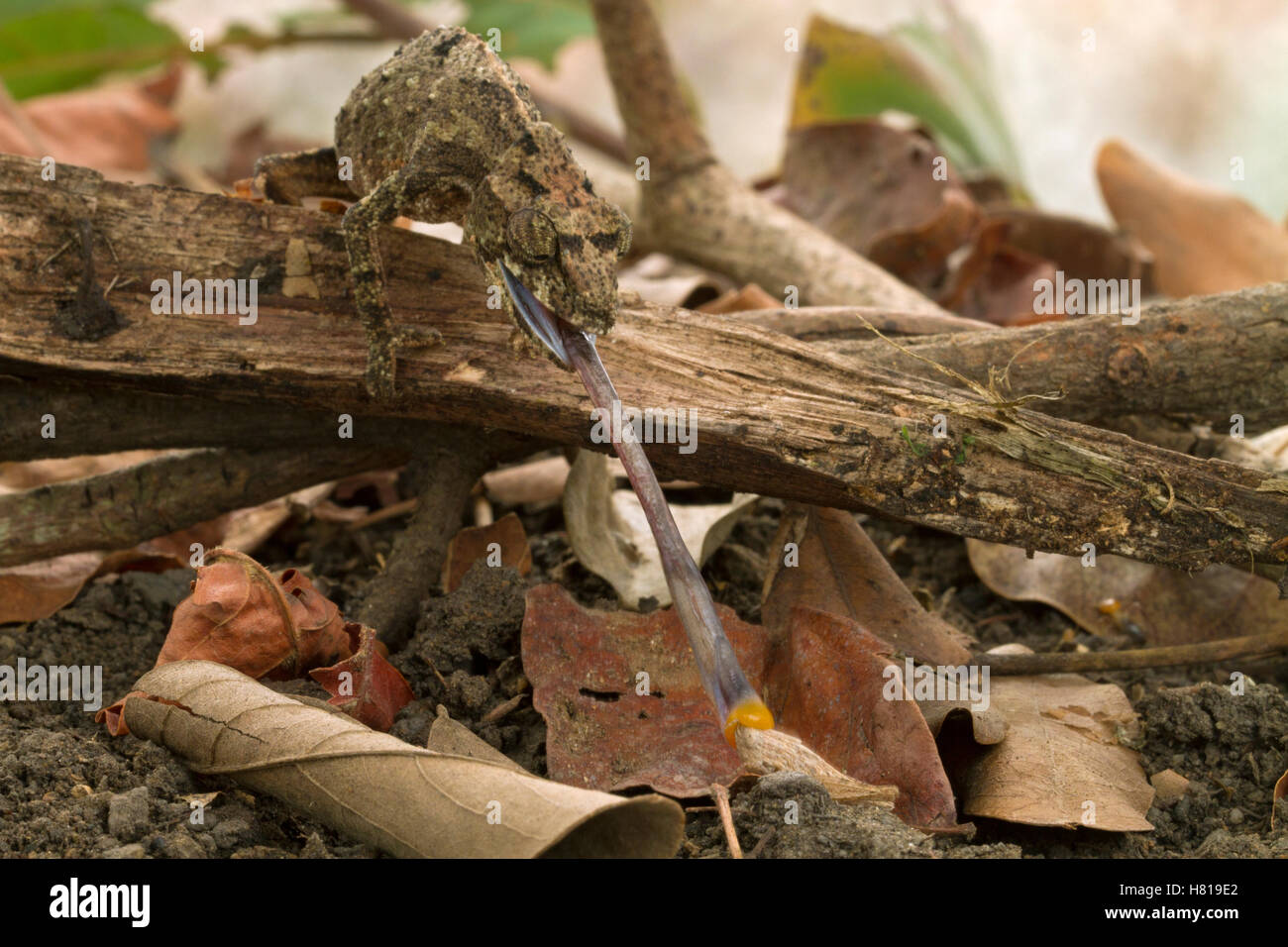 Pygmy Mount Gorongosa Chameleon (Rhampholeon gorongosae) catching ...