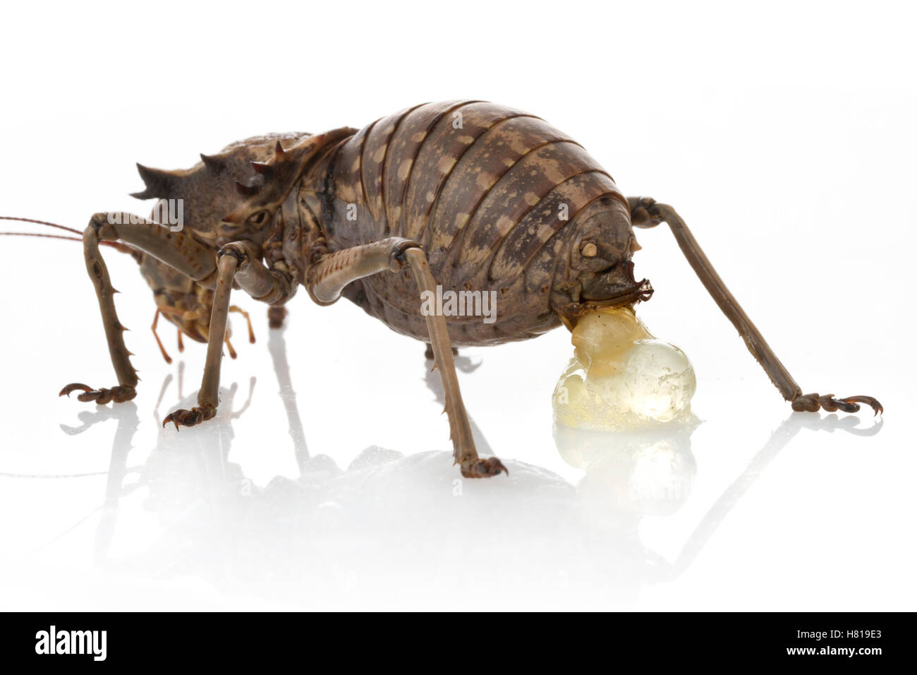Armored katydid (Enyaliopsis petersii) female laying eggs, Gorongosa ...