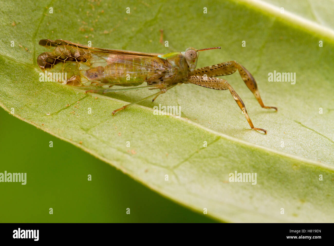 True Bug, Gorongosa National Park, Mozambique Stock Photo - Alamy