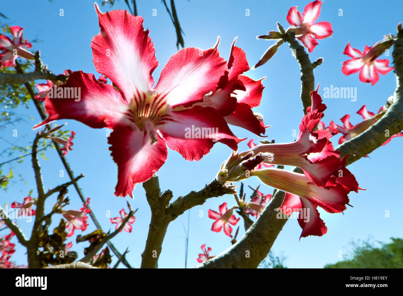Impala Lily (Adenium multiflorum) flowering, Gorongosa National Park ...