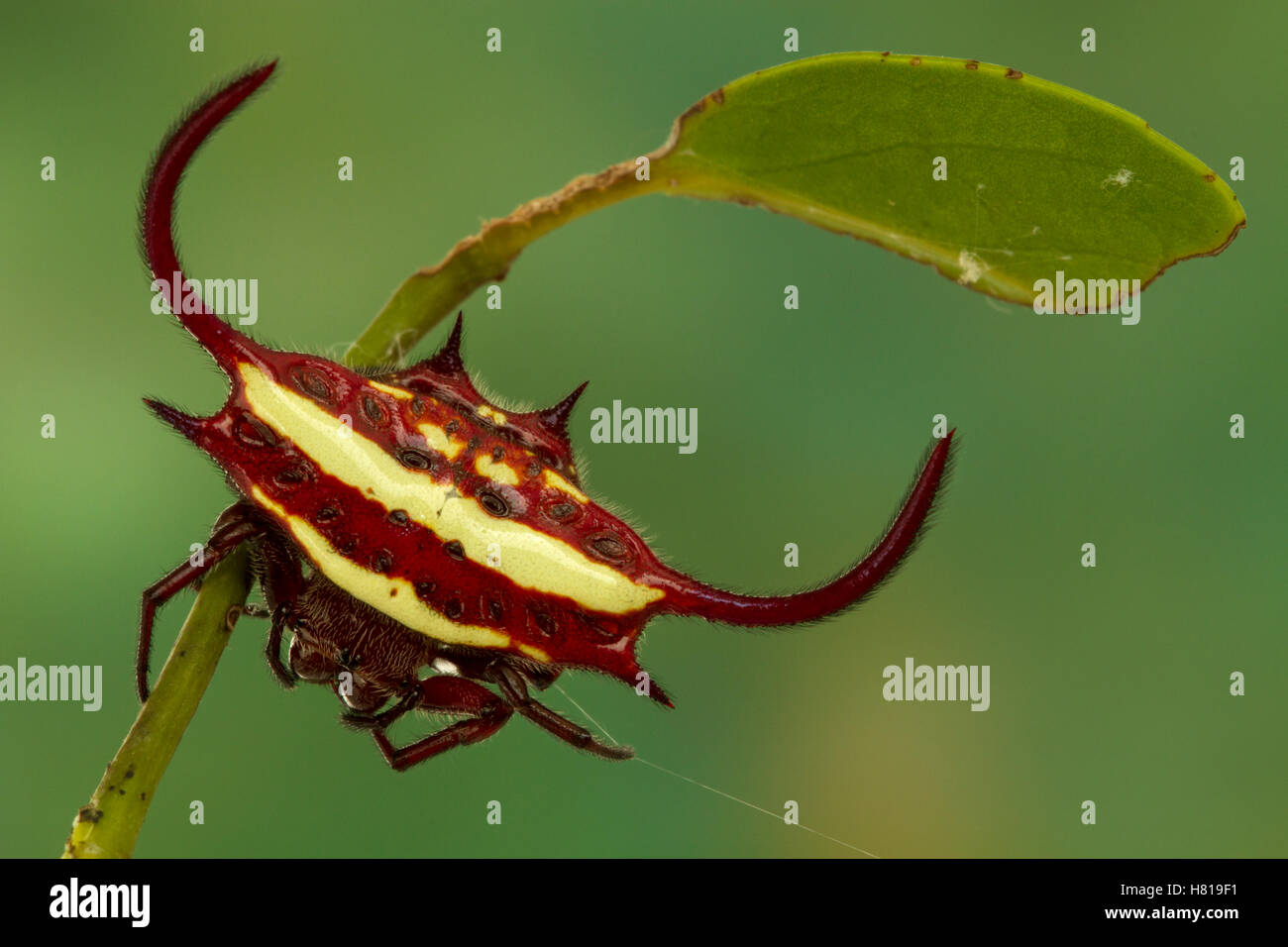 Spiked Spider (Gasteracantha sp), Gorongosa National Park, Mozambique ...
