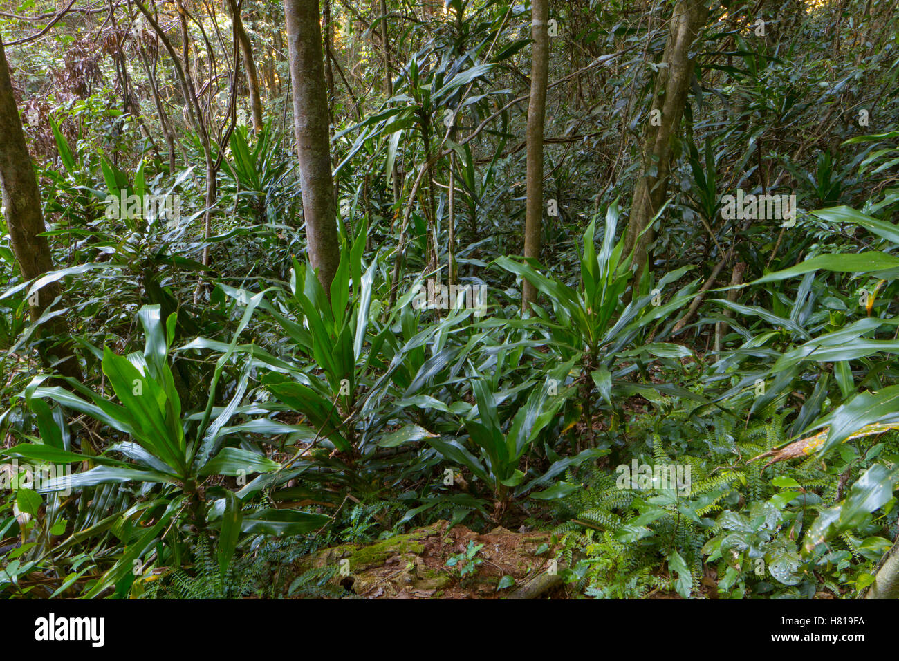 Rainforest, Mount Gorongosa, Gorongosa National Park, Mozambique Stock ...
