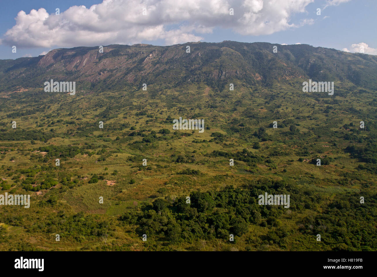 Savanna forest mosaic hi-res stock photography and images - Alamy