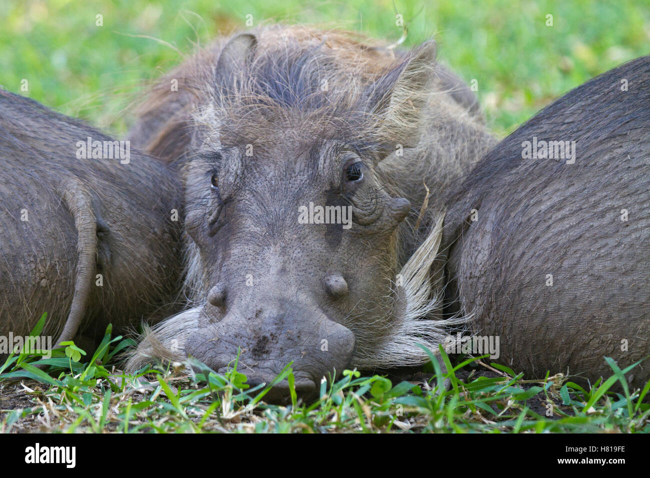 Warthog (Phacochoerus sp) trio, Gorongosa National Park, Mozambique ...