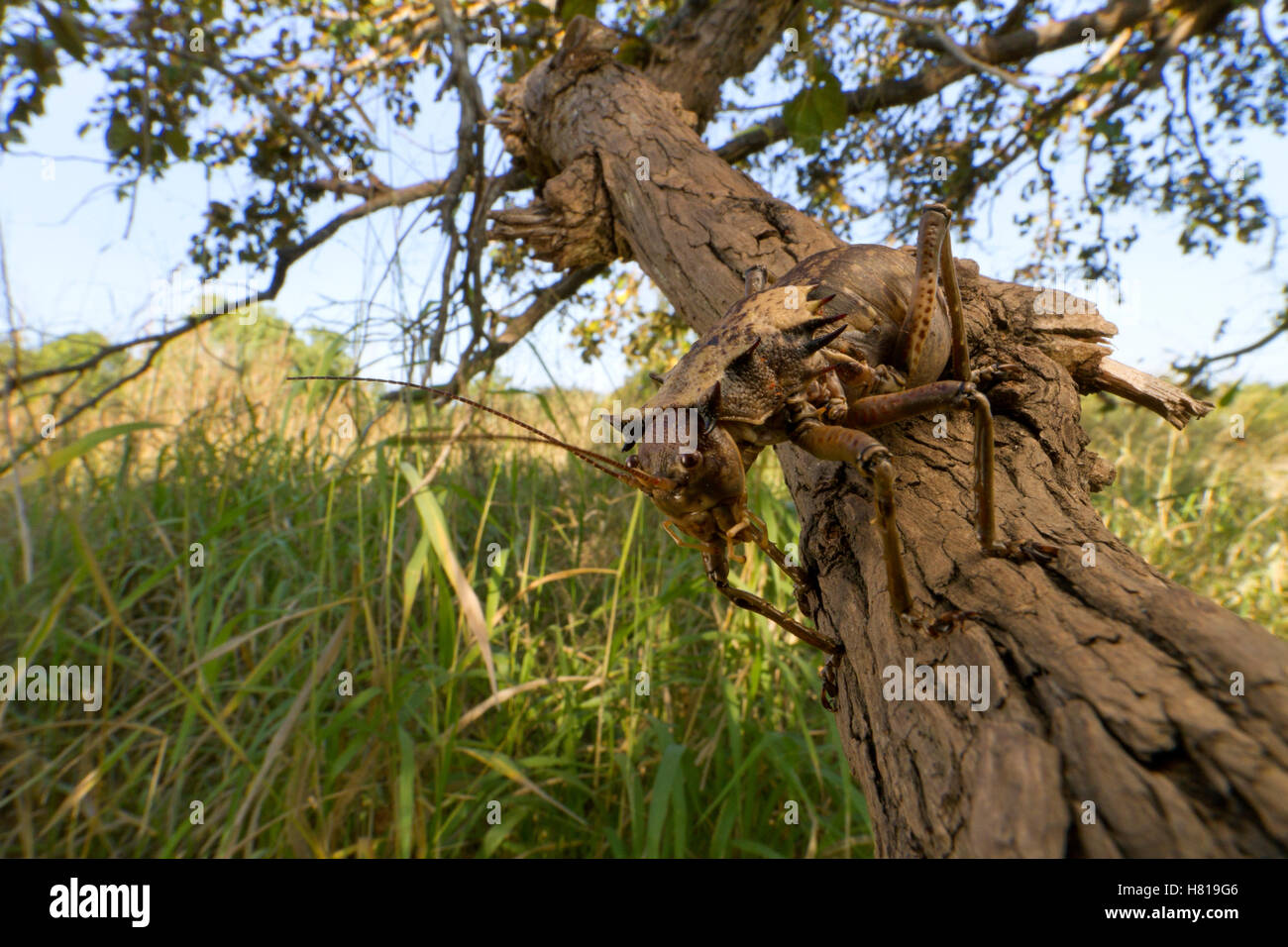 Armored katydid (Enyaliopsis petersii) on branch, Gorongosa National ...