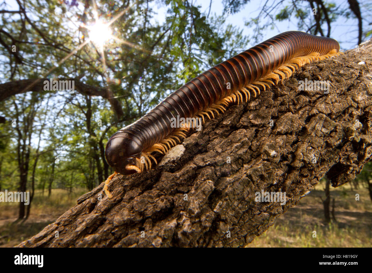 African Giant Black Millipede (Archispirostreptus gigas) in tree ...