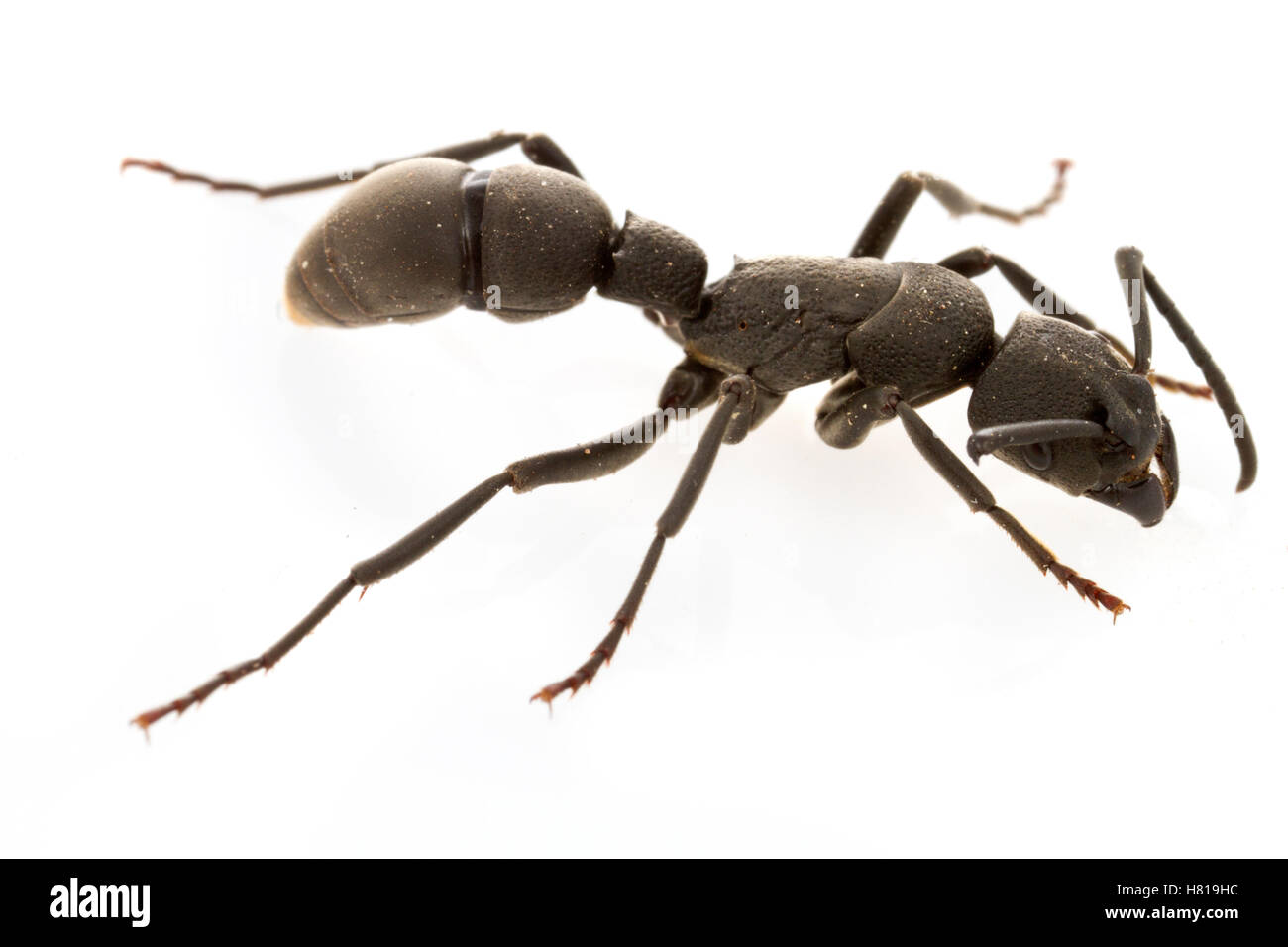 African Stink Ant (Pachycondyla tarsata), Gorongosa National Park ...