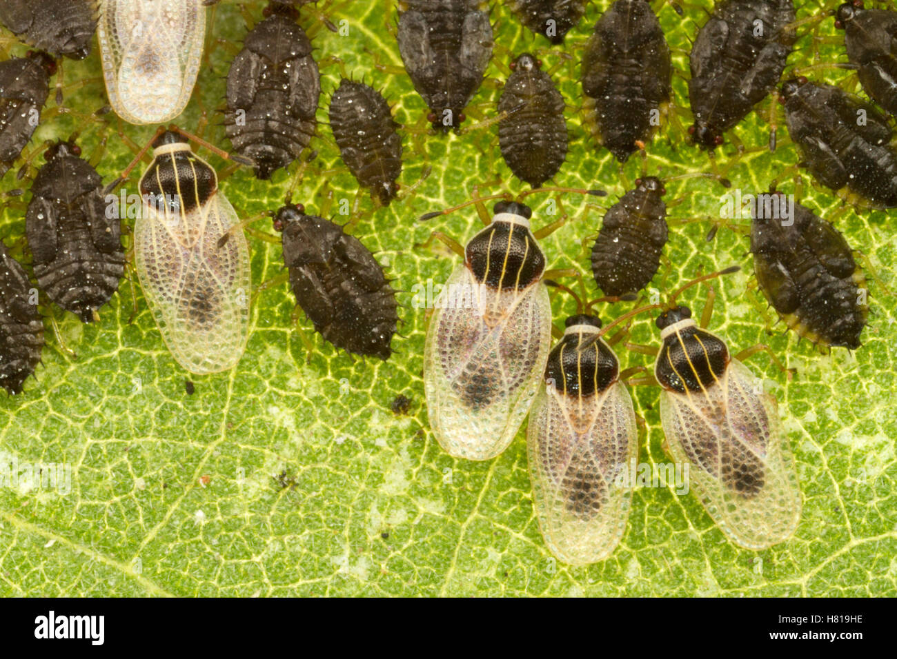 True Bugs and nymphs, Gorongosa National Park, Mozambique Stock Photo ...