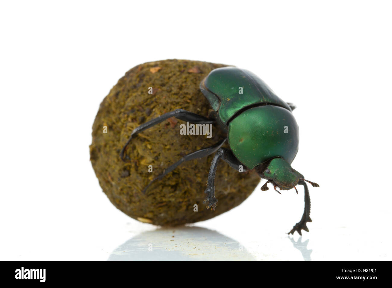 Green Dung Beetle (Garreta Nitens) rolling dung ball, Gorongosa ...