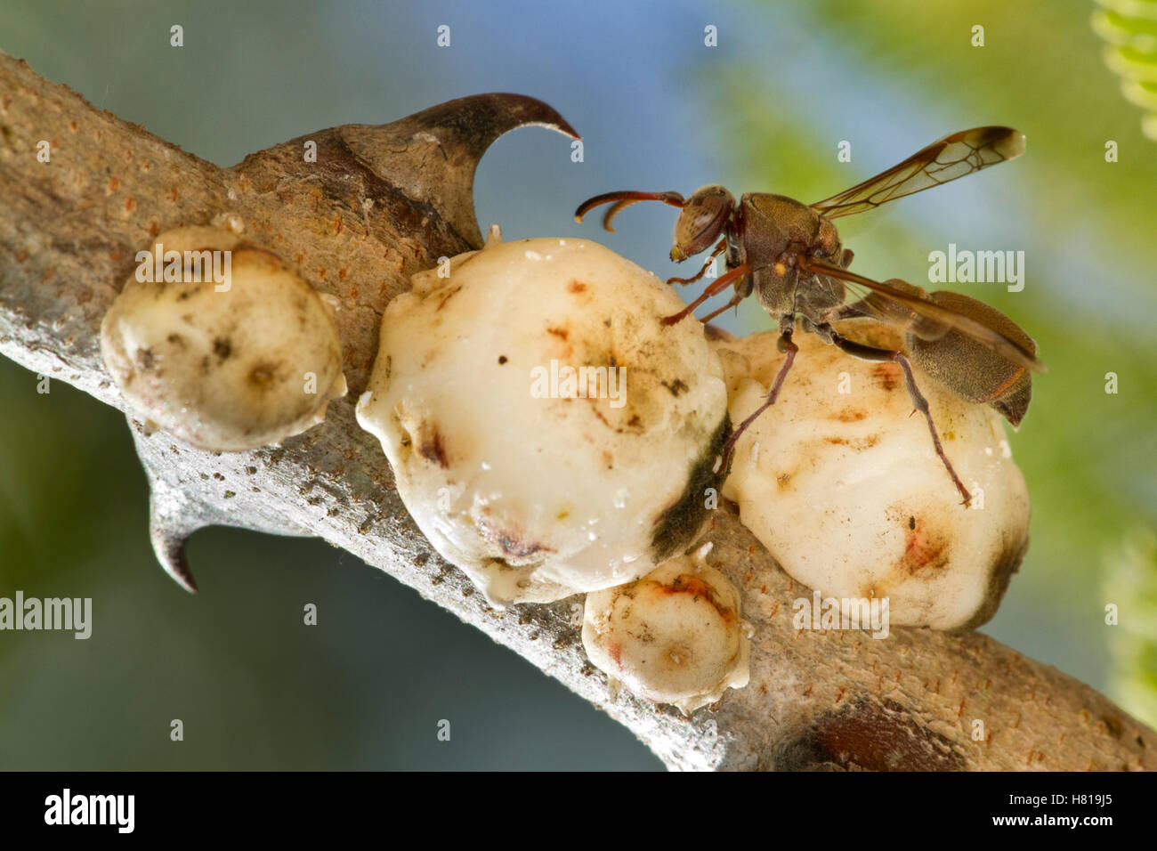 Soft Scale Insect (Coccidae) group with parasitic wasps, Gorongosa ...
