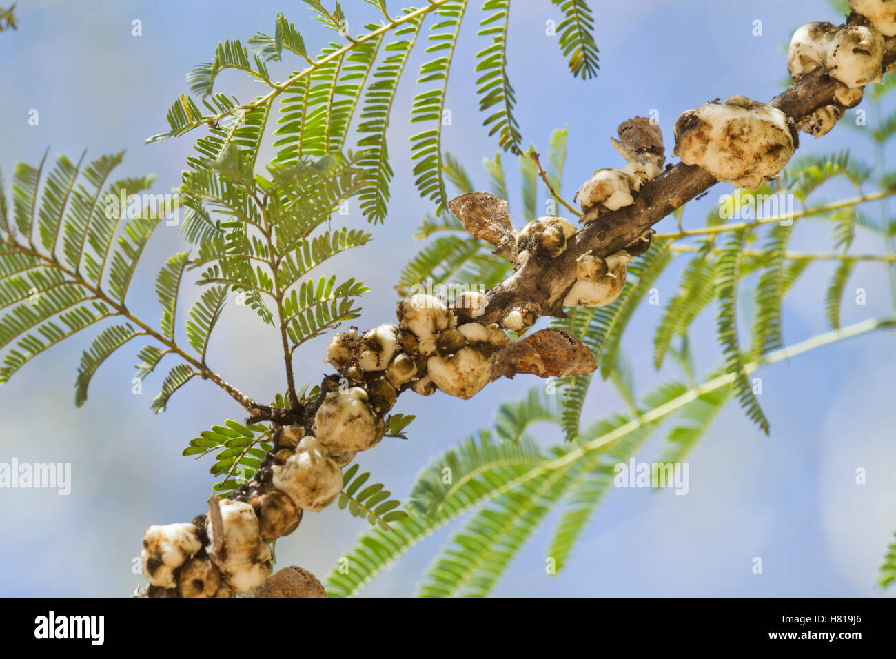 Soft Scale Insect (Coccidae) group with parasitic wasps, Gorongosa ...