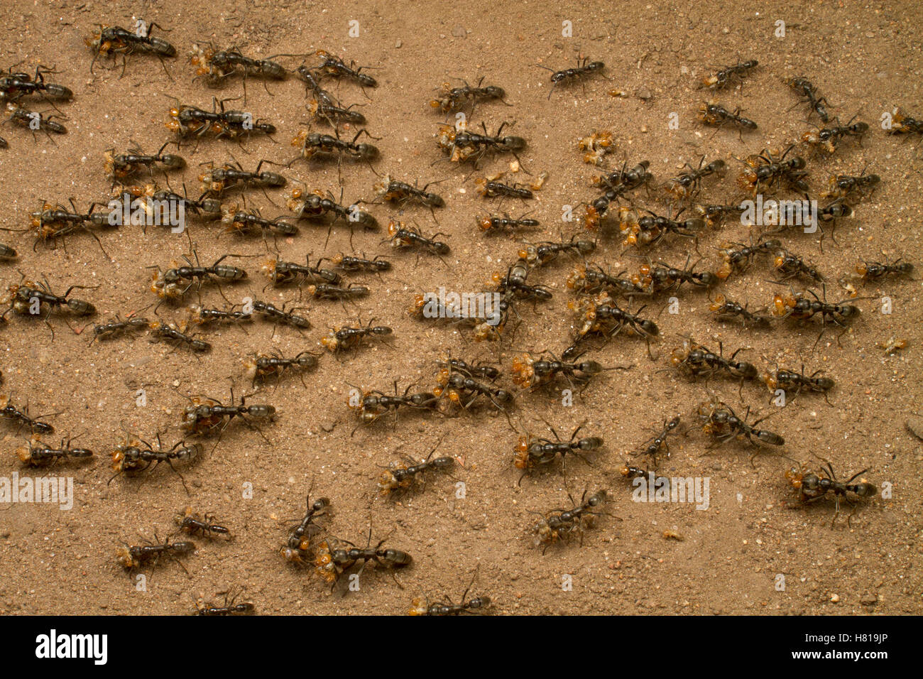 Matabele Ant (Pachycondyla analis) group returning from a raid with ...