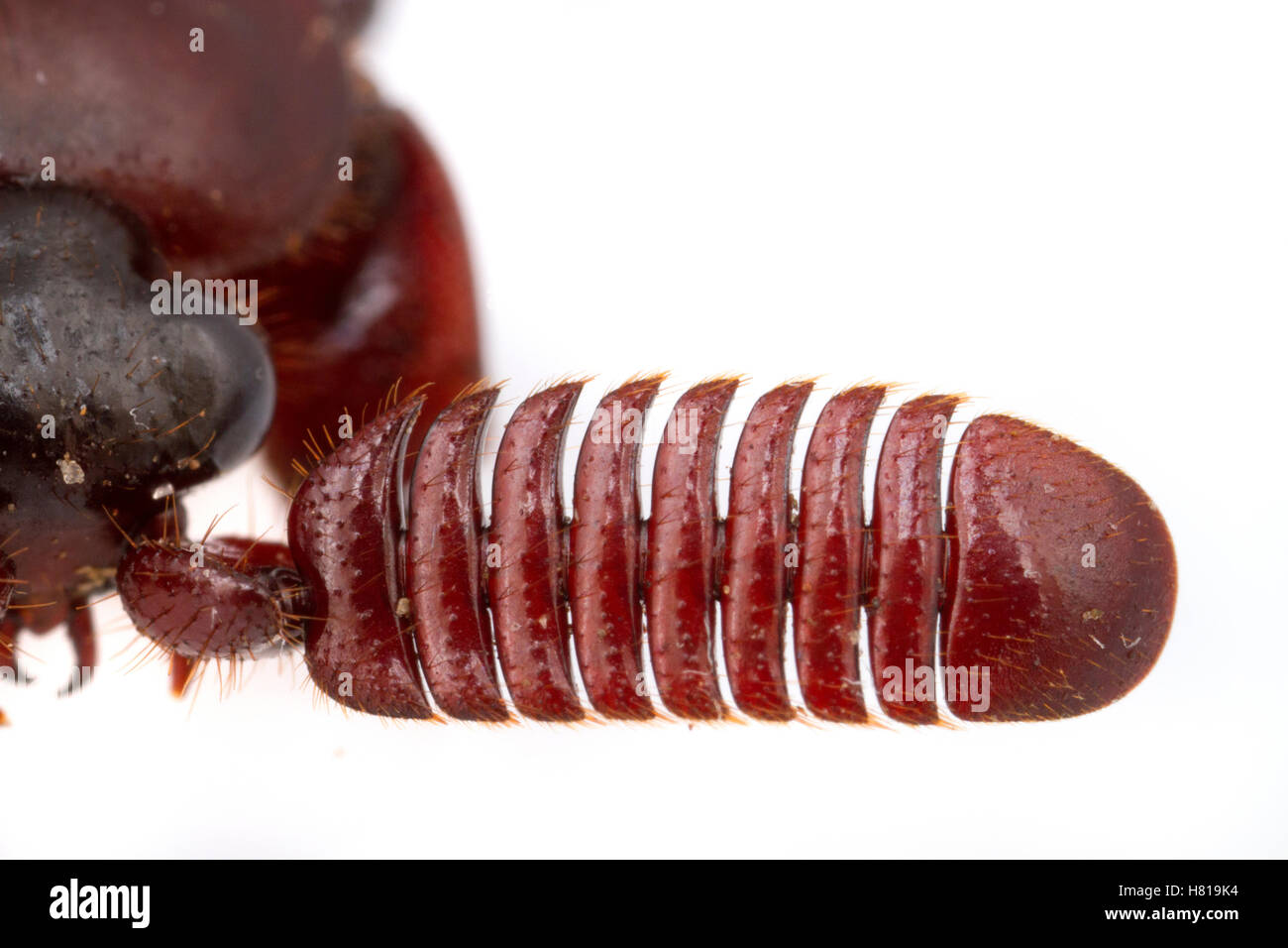 Ground Beetle (Carabidae) antenna, Gorongosa National Park, Mozambique ...