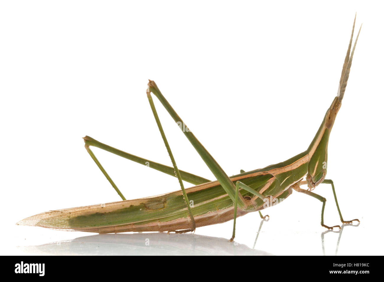 Grass-blade Grasshopper (Acrida sp), Gorongosa National Park ...