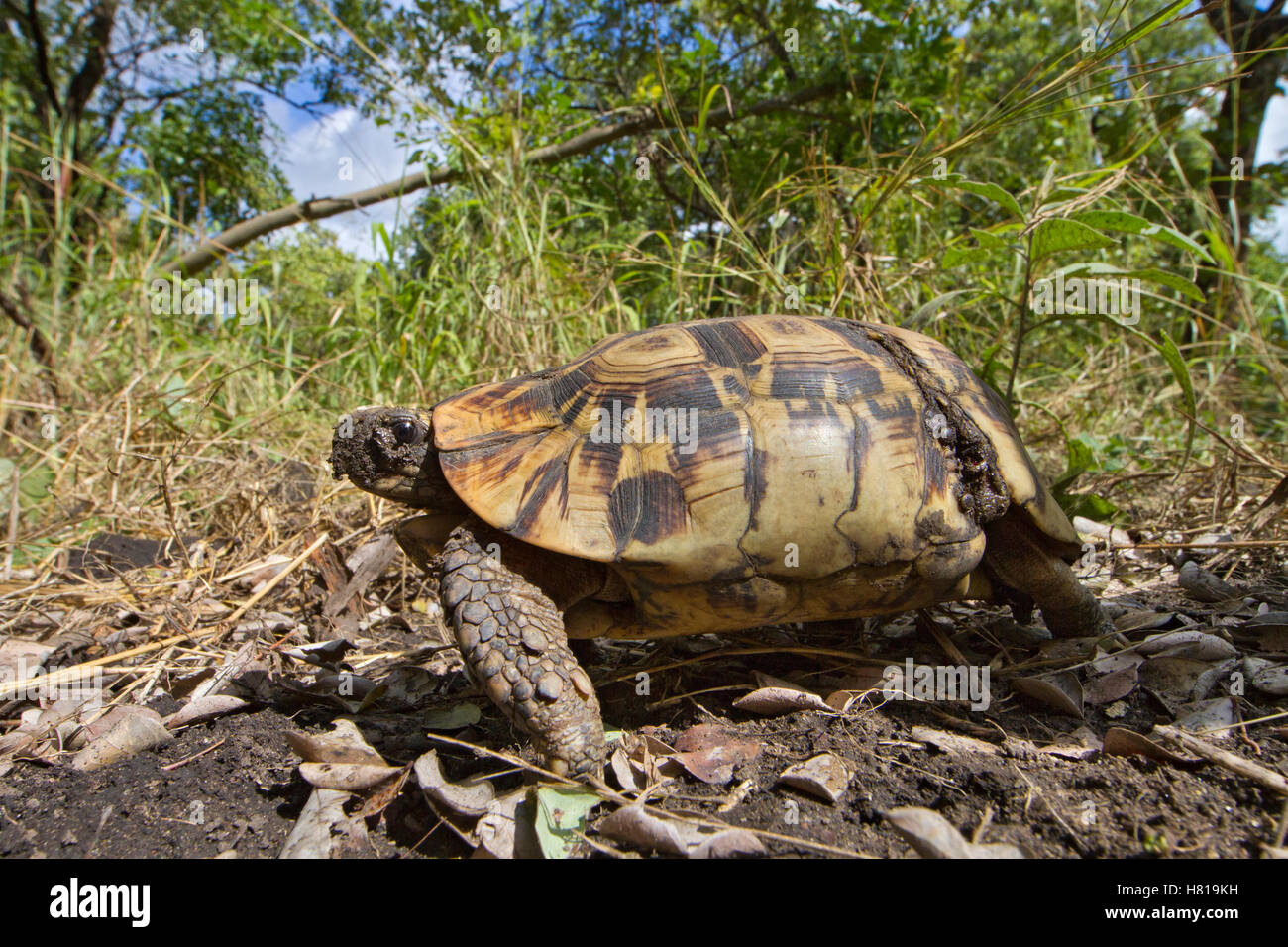 Bell's Hinge-back Tortoise (Kinixys belliana), Gorongosa National Park ...