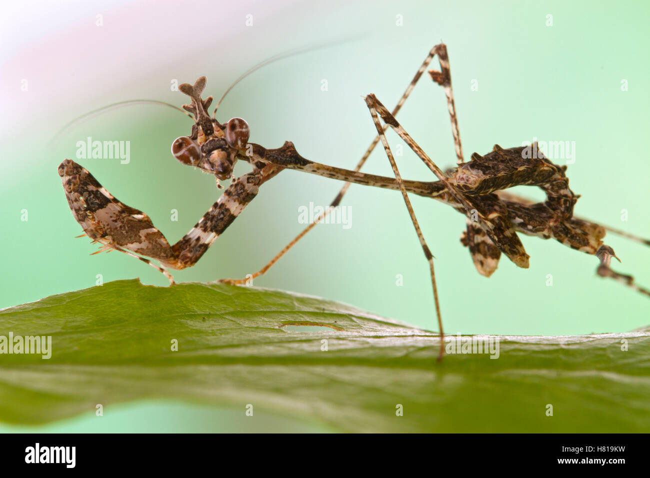 Cryptic Mantis (Sybilla pretiosa) juvenile, Gorongosa National Park ...