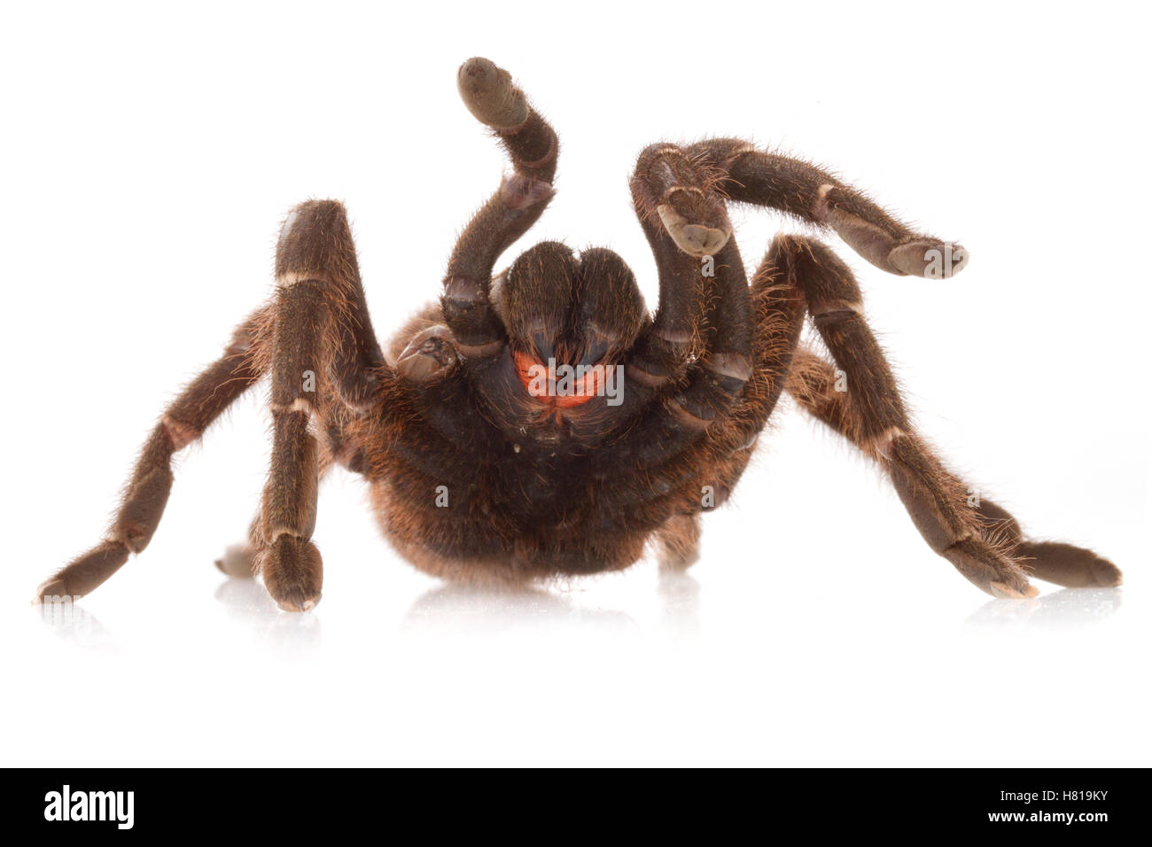 Tarantula (Theraphosidae) in defensive posture, Gorongosa National Park ...