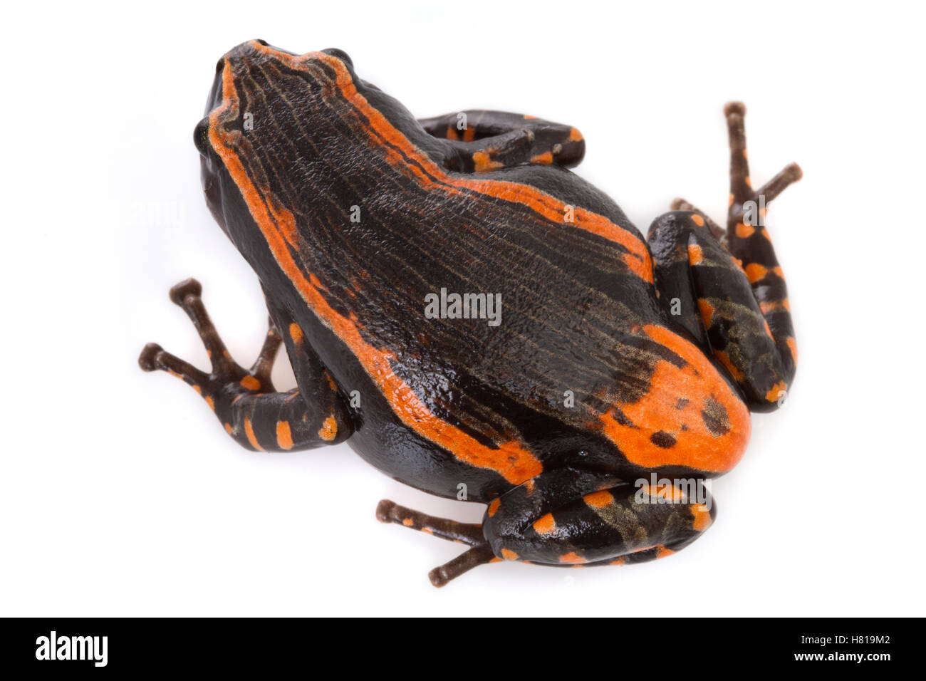 Red-banded Rubber Frog (Phrynomantis bifasciatus), Gorongosa National ...
