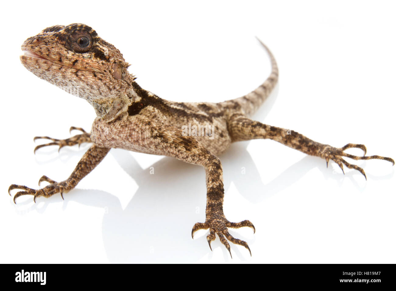 Agamid Lizard (Agamidae) in defensive posture, Gorongosa National Park ...