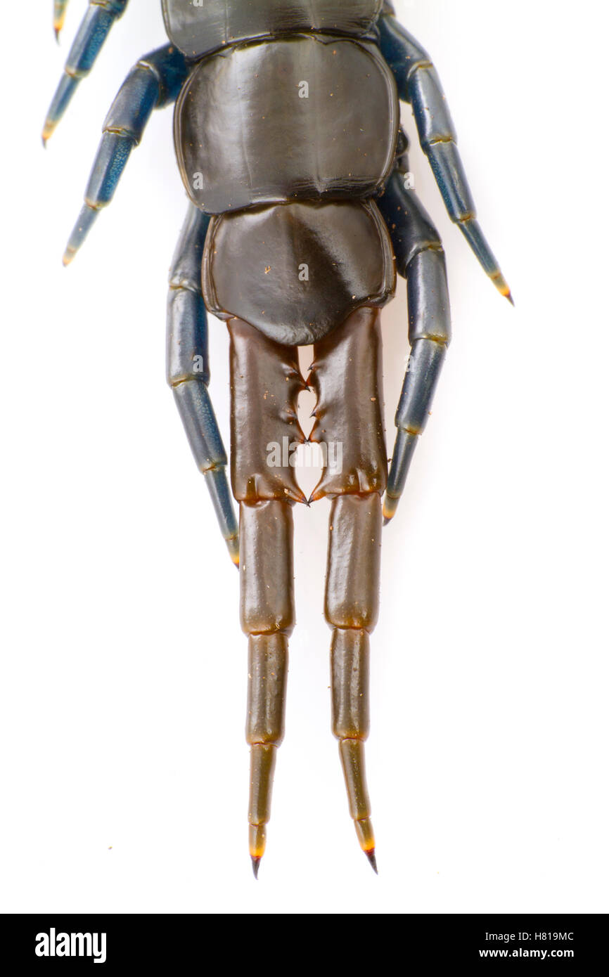 Centipede tail, Gorongosa National Park, Mozambique Stock Photo - Alamy