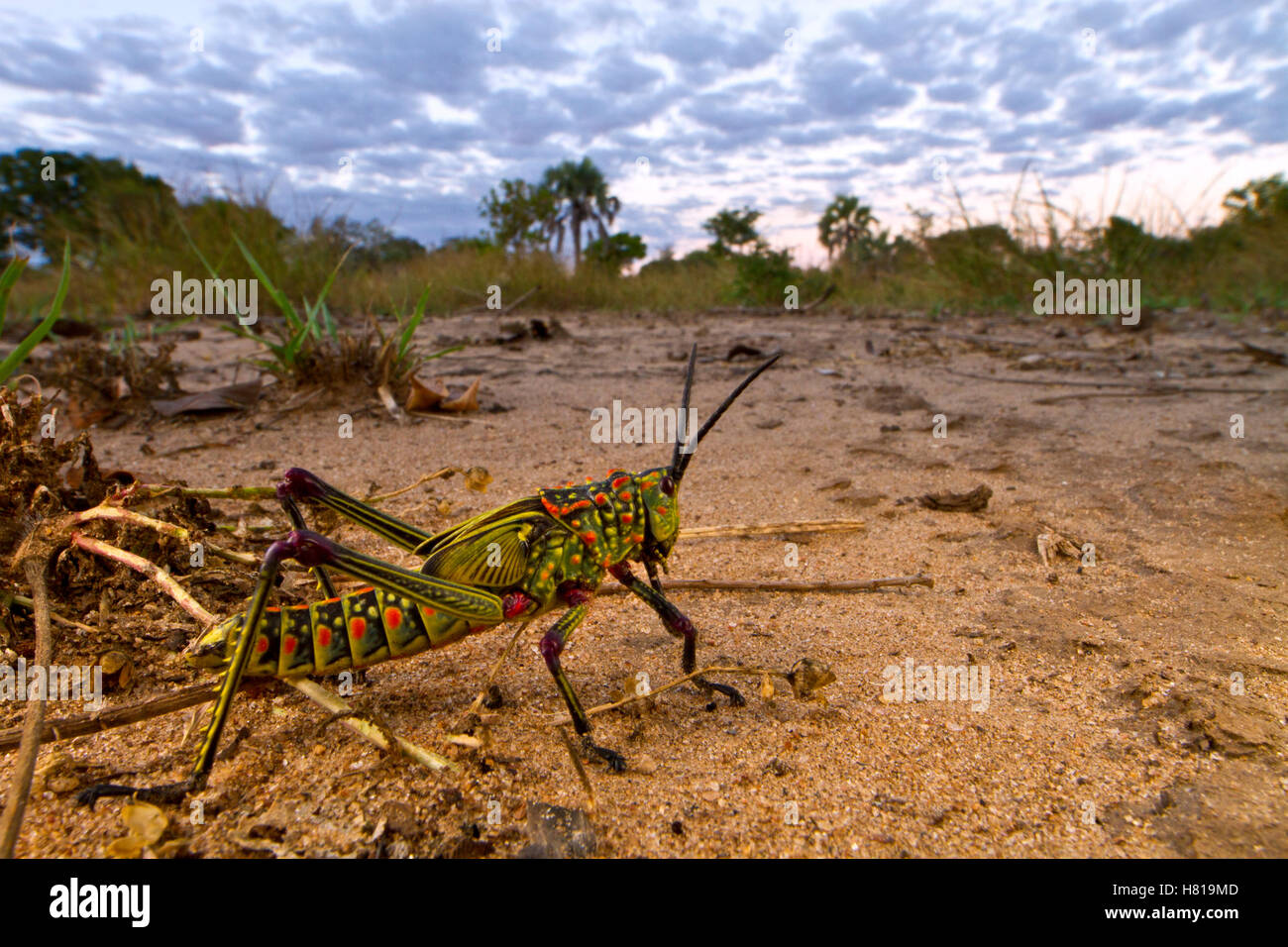 Green Milkweed Locust (Phymateus viridipes) in savanna, Gorongosa ...