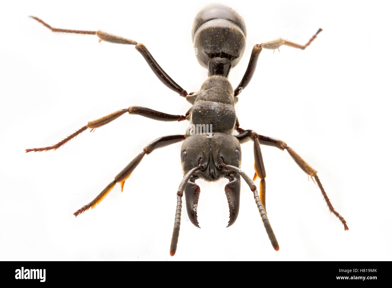African Stink Ant (Pachycondyla tarsata), Gorongosa National Park ...