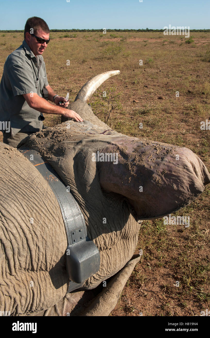 African Elephant (Loxodonta africana) after being fitted with GPS ...