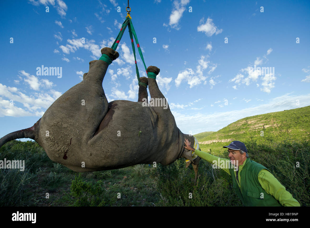 Black Rhinoceros (Diceros bicornis) sedated for transportation with ...