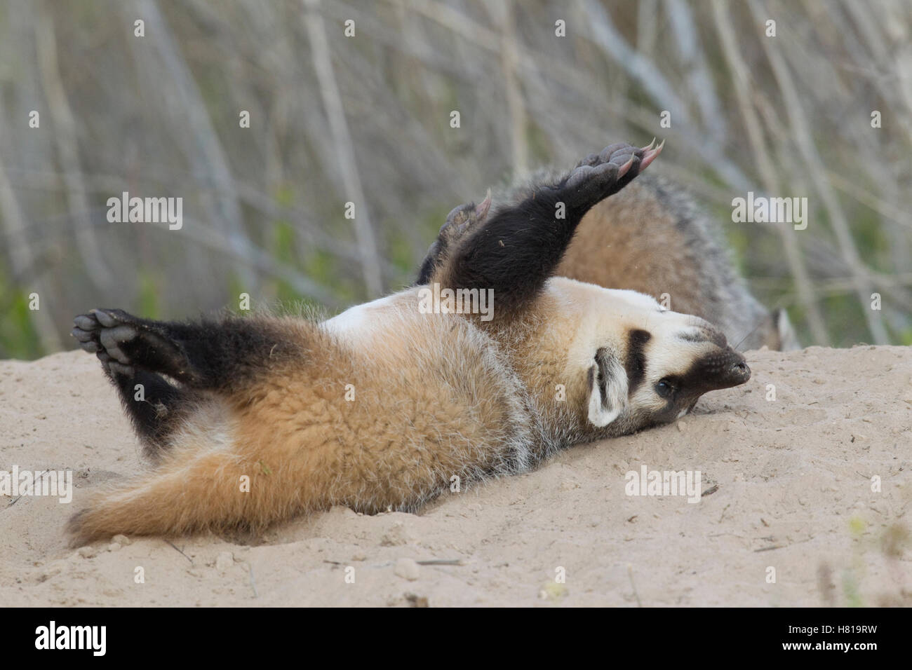 American Badger (Taxidea taxus) kit rolling in sand at den, National ...