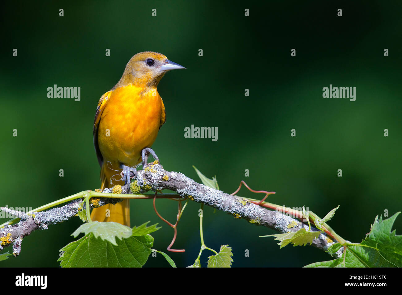 Baltimore Oriole (Icterus galbula) sub-adult male, La Crosse, Wisconsin ...