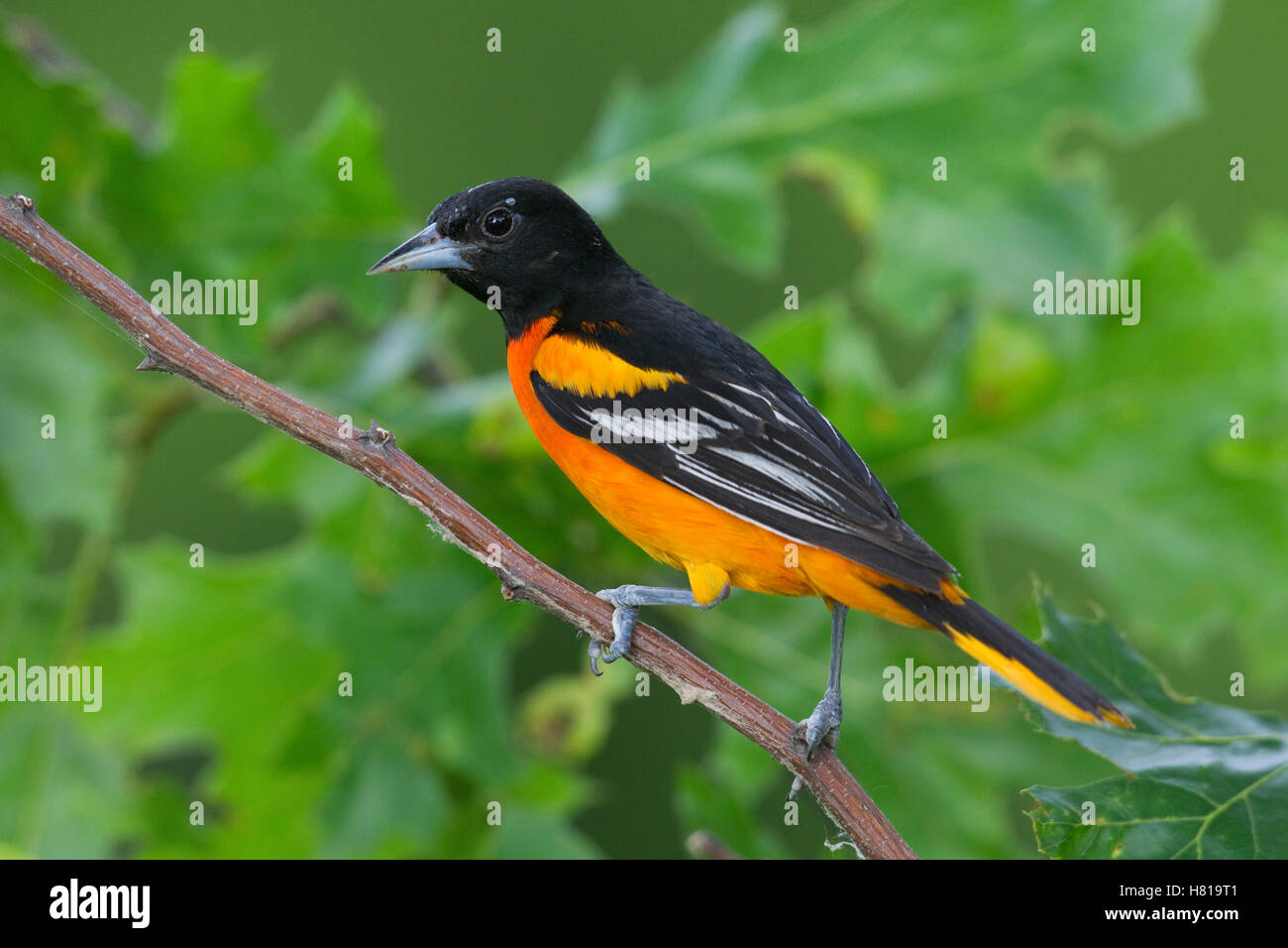 Baltimore Oriole (Icterus galbula) male, La Crosse, Wisconsin Stock ...