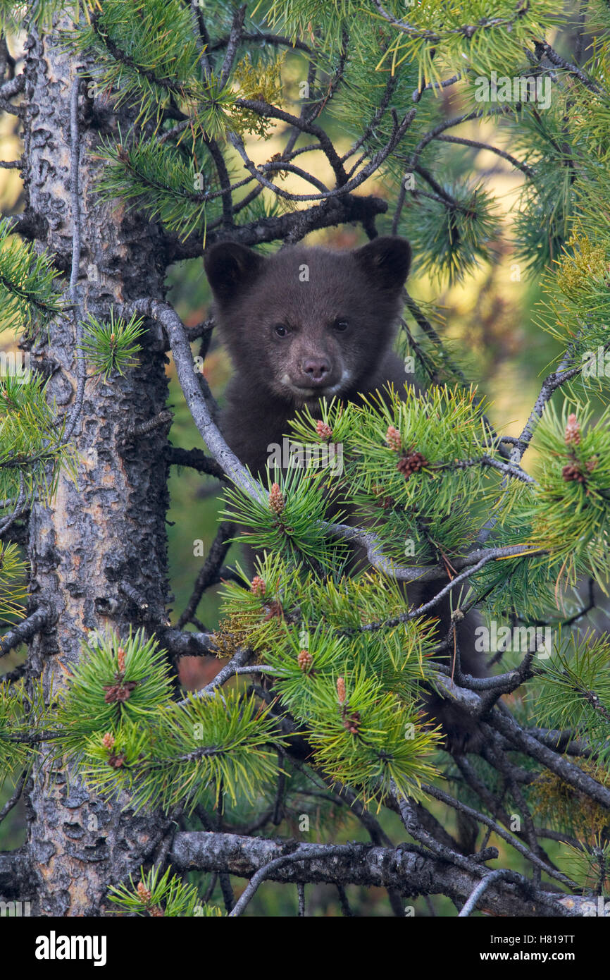 Black Bear (Ursus americanus) cub in pine tree, Jasper National Park ...