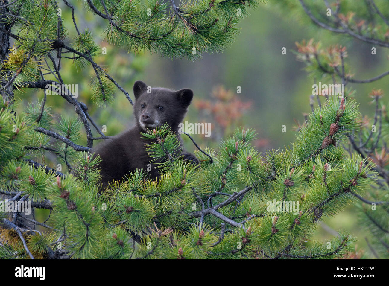 Black Bear (Ursus americanus) cub in pine tree, Jasper National Park ...