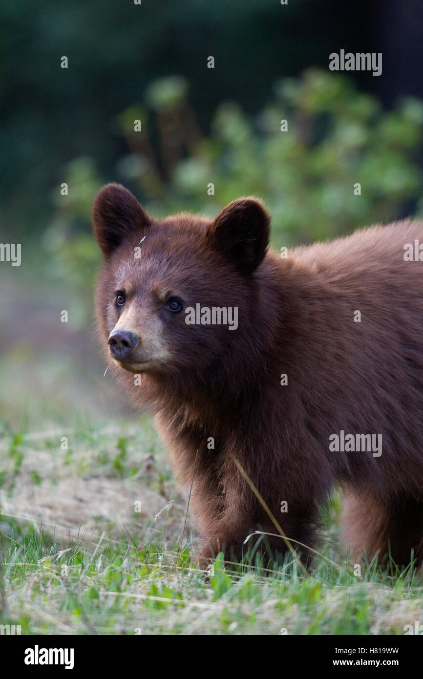 Black Bear (Ursus americanus) cub, Jasper National Park, Alberta ...