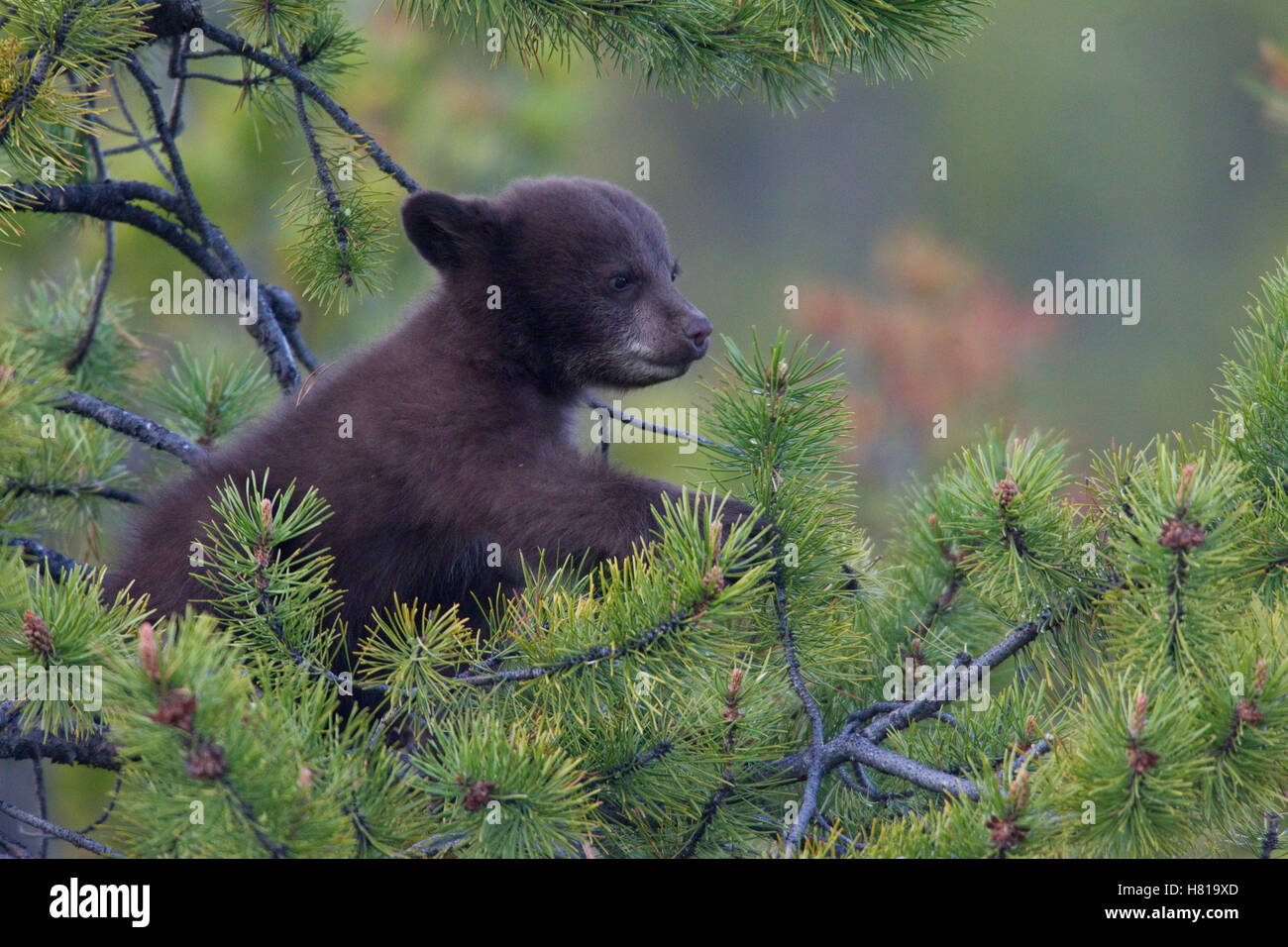 Black Bear (Ursus americanus) cub in pine tree, Jasper National Park ...