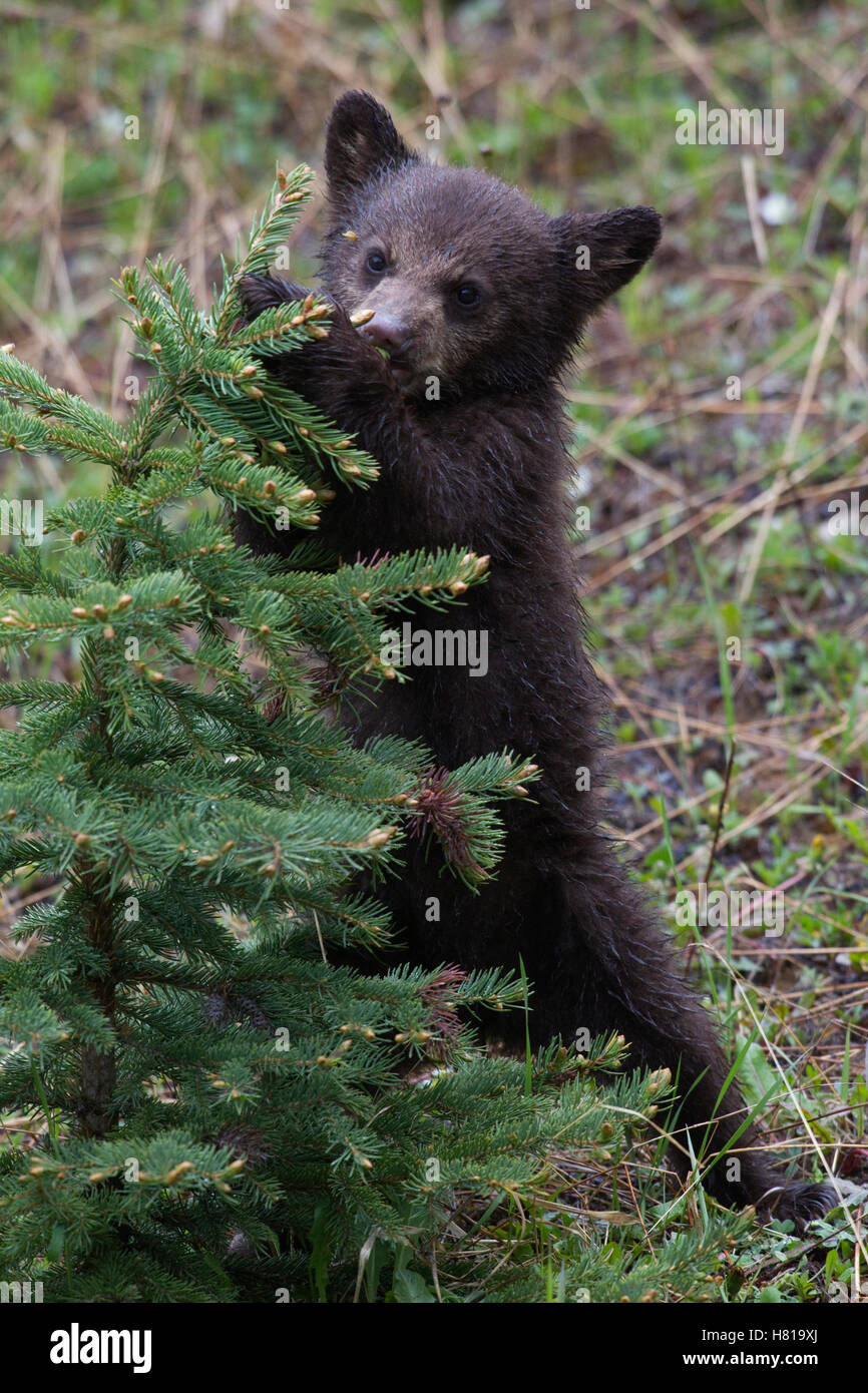 Black Bear (Ursus americanus) cub playing with pine tree, Jasper ...