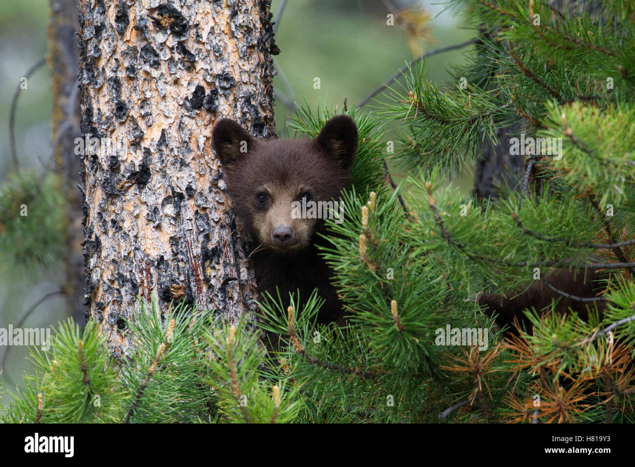 Black Bear (Ursus americanus) cub in pine tree, Jasper National Park ...