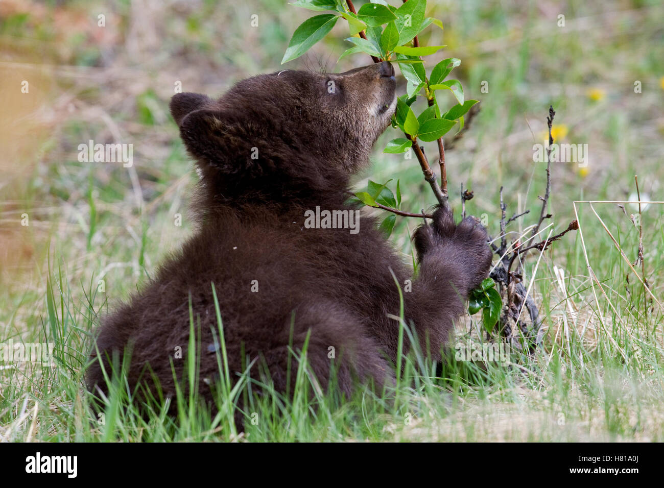 Black Bear (Ursus americanus) cub smelling plant, Jasper National Park ...