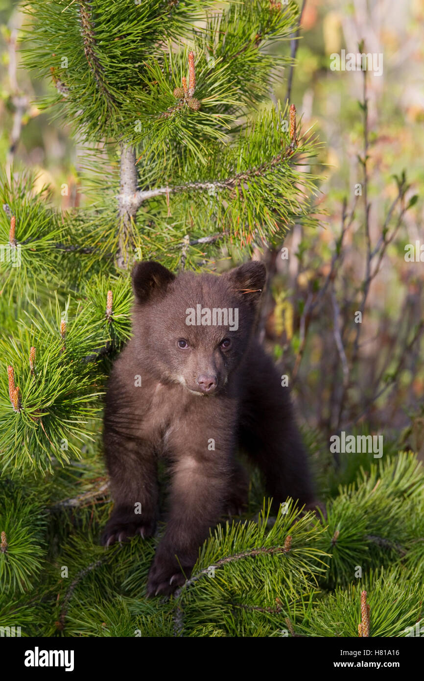 Black Bear (Ursus americanus) cub in pine tree, Jasper National Park ...
