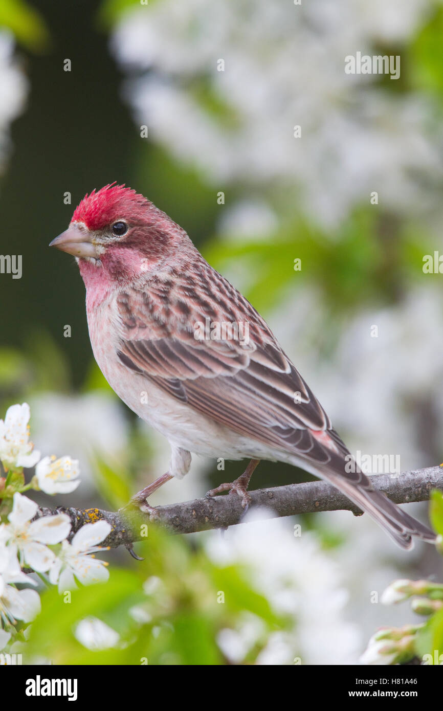 Cassin's Finch (Carpodacus cassinii) male in flowering tree, Troy ...